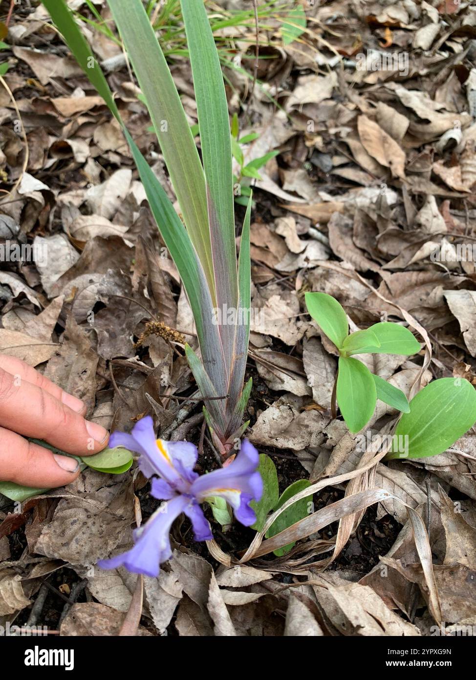 Iris verna hi-res stock photography and images - Alamy