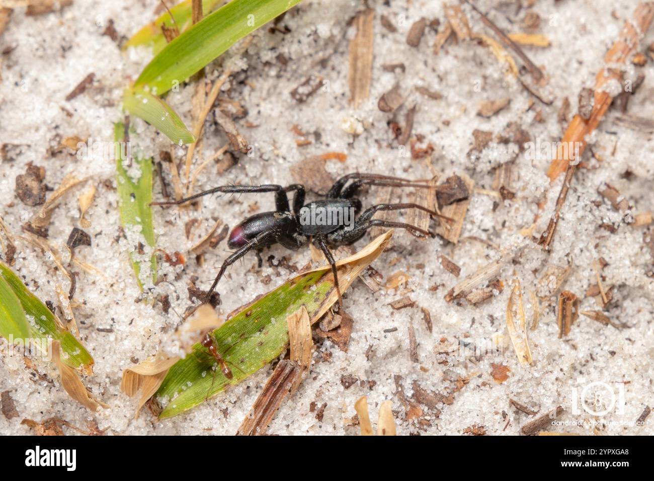 Ant-mimic Sac Spiders (Castianeira Stock Photo - Alamy