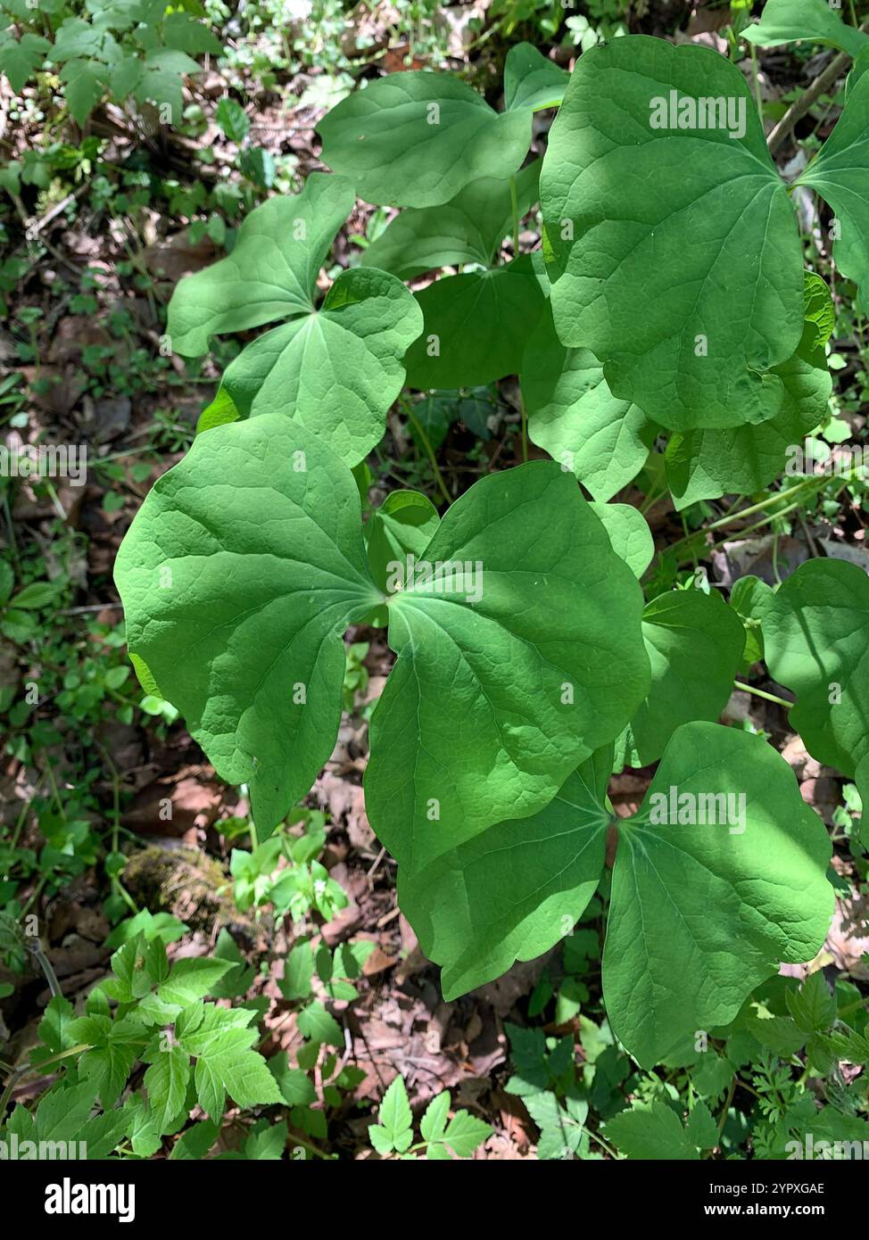 Twinleaf hi-res stock photography and images - Alamy