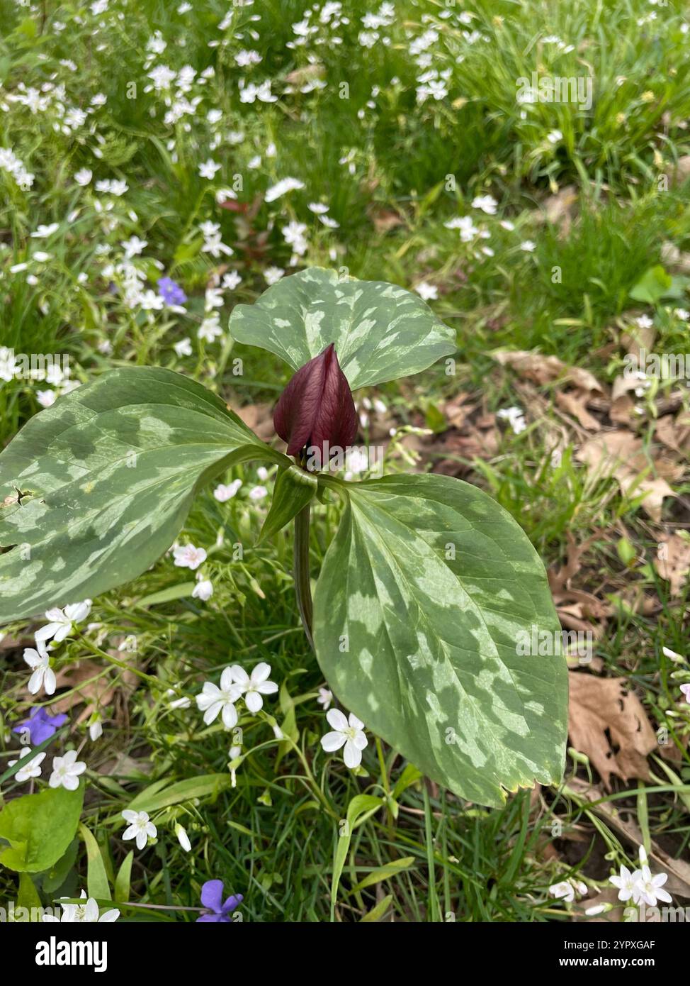 prairie trillium (Trillium recurvatum Stock Photo - Alamy