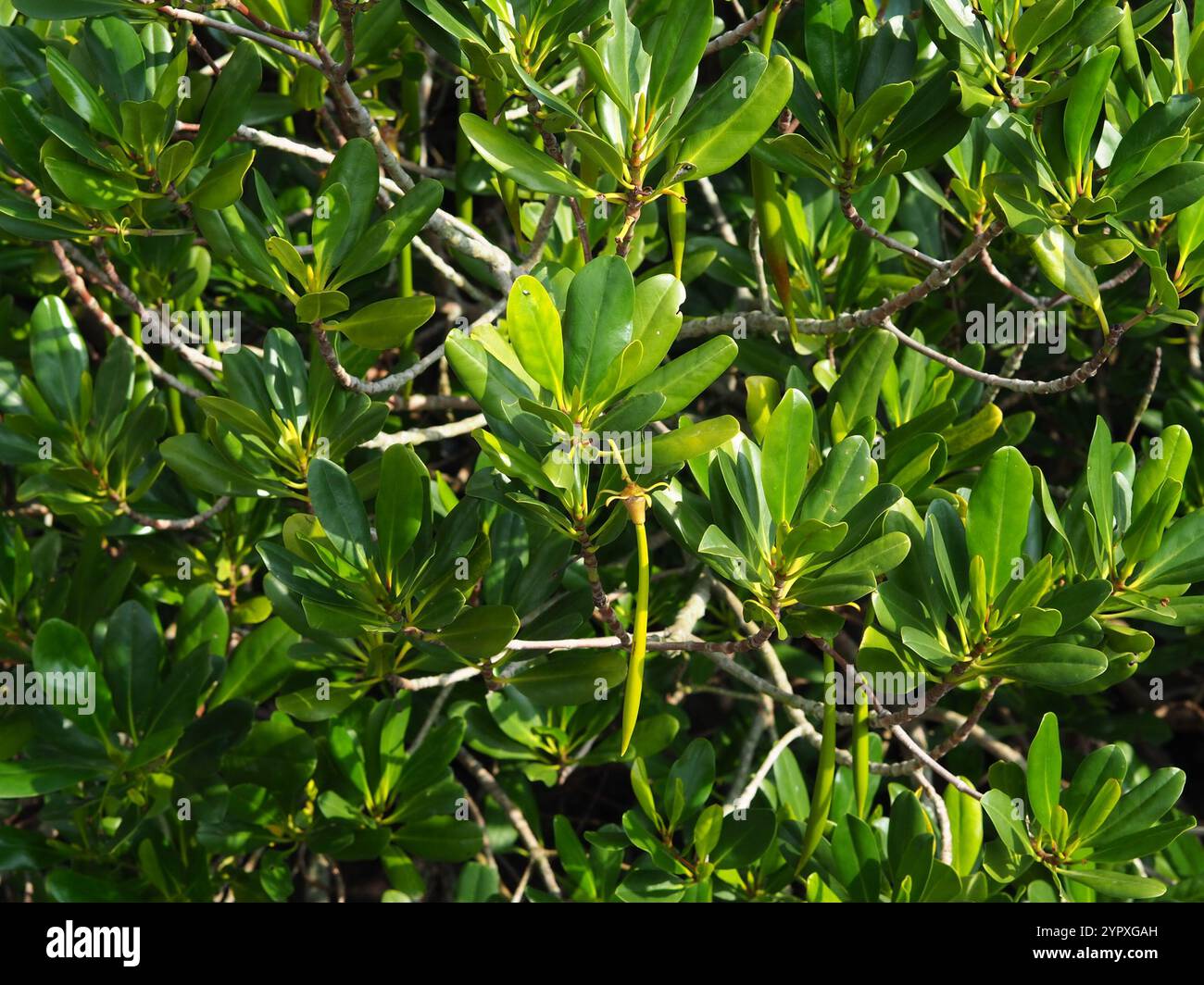 Kandelia hi-res stock photography and images - Alamy