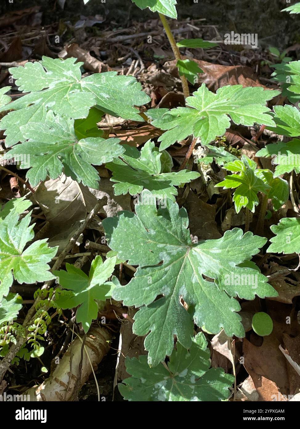 Broad-leaf Waterleaf (Hydrophyllum canadense Stock Photo - Alamy
