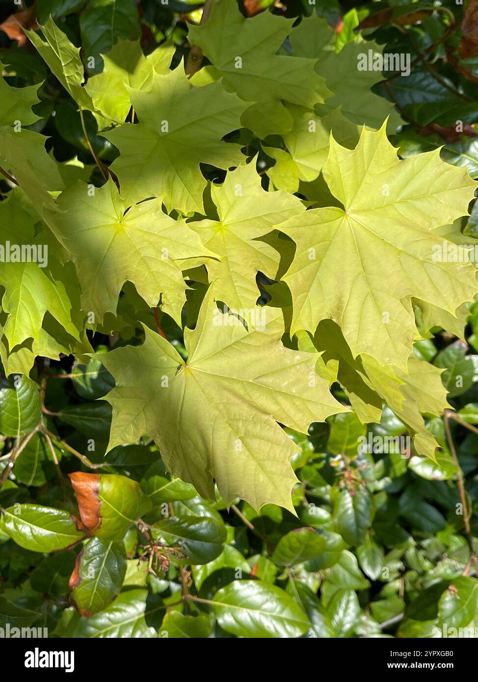 Norway maple (Acer platanoides Stock Photo - Alamy