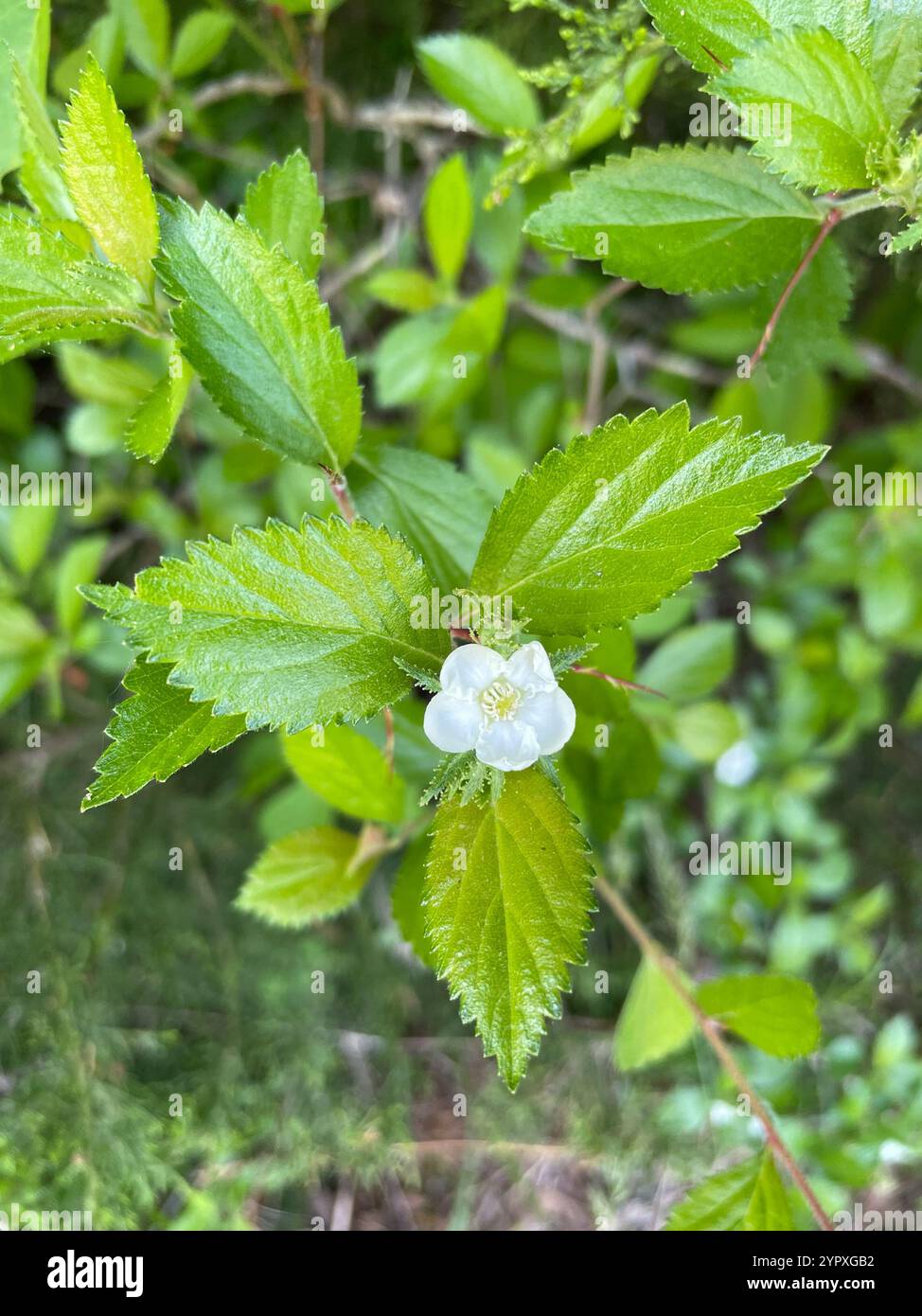 One-flowered Hawthorn (Crataegus uniflora Stock Photo - Alamy