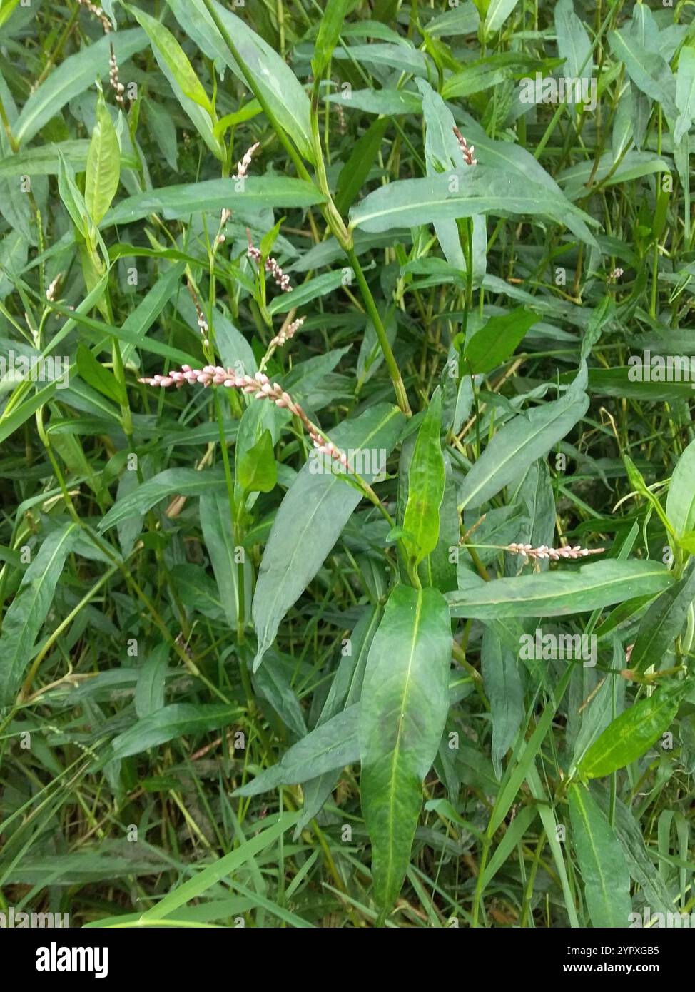 Slender knotweed hi-res stock photography and images - Alamy