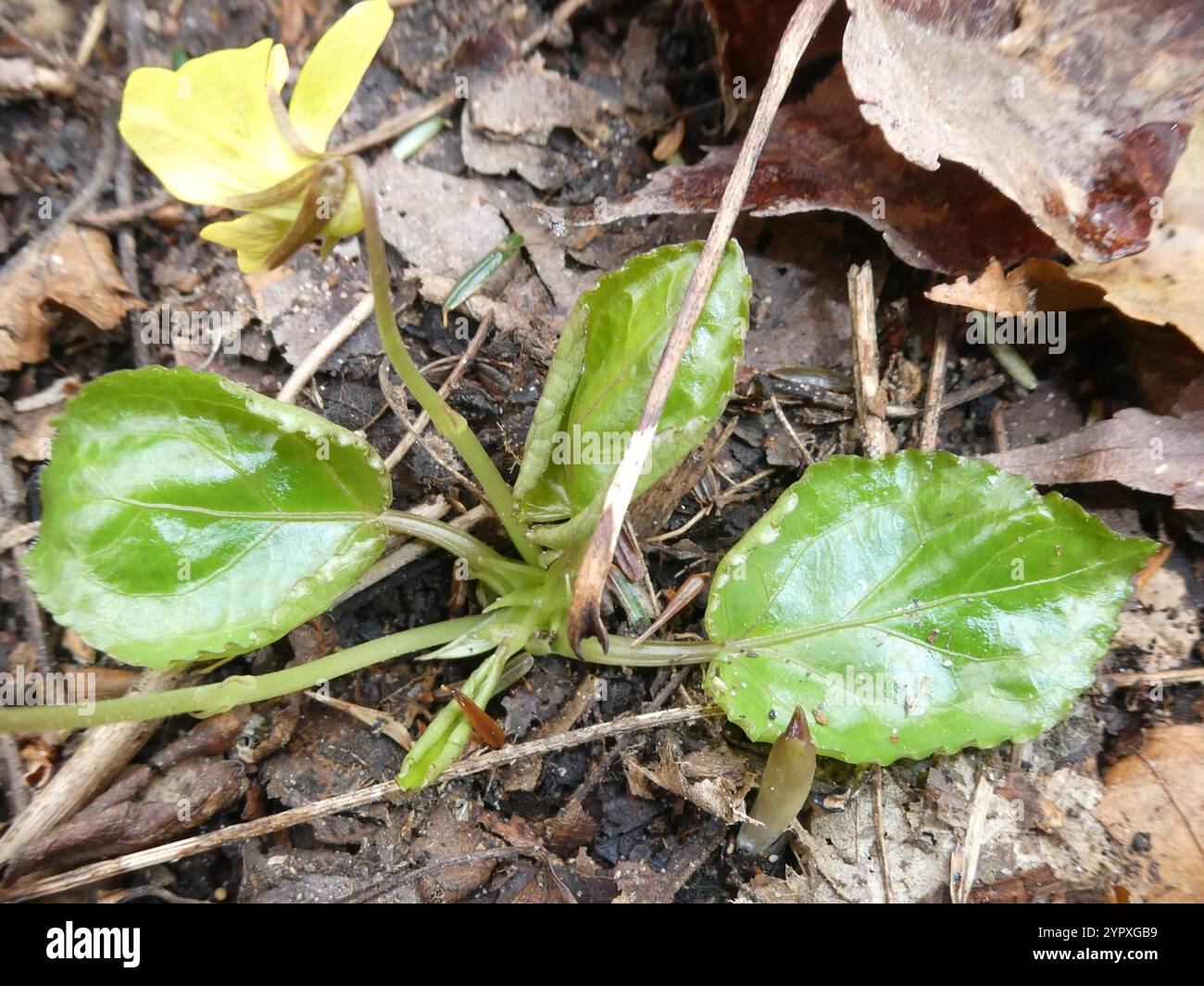 Round-leaved Violet (Viola rotundifolia Stock Photo - Alamy