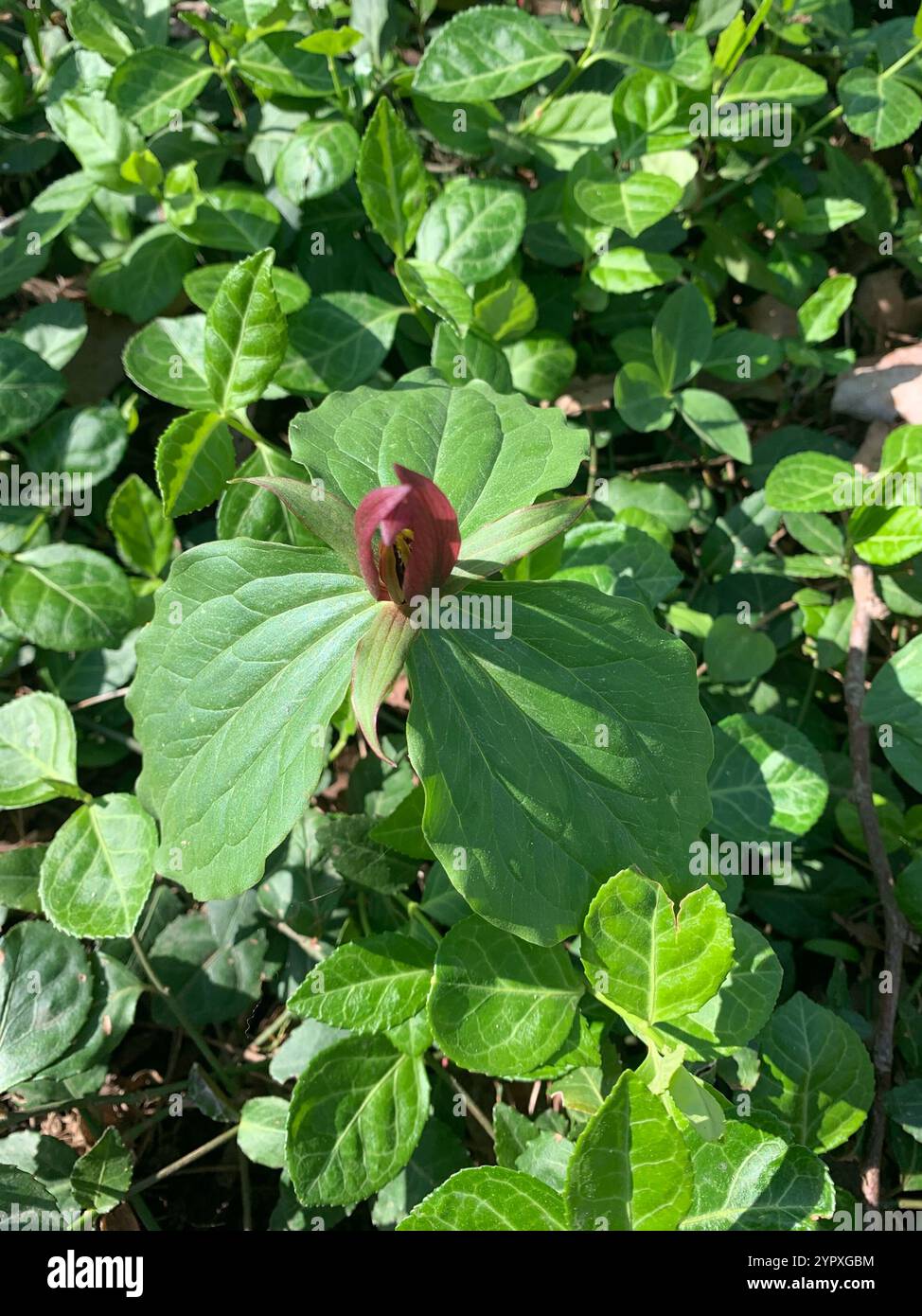 toadshade (Trillium sessile Stock Photo - Alamy