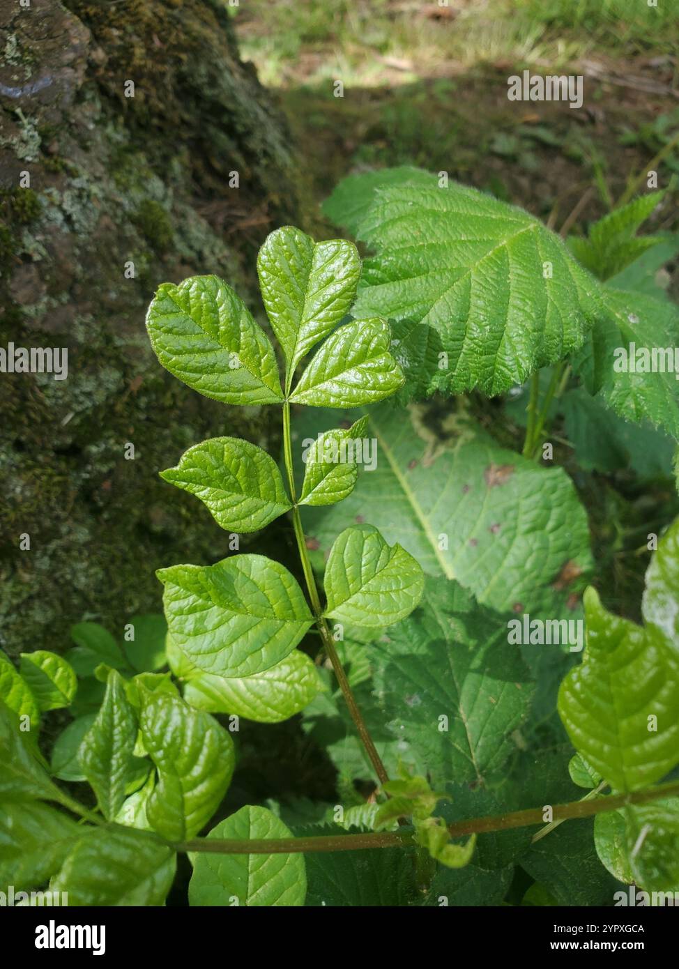Oregon Ash (Fraxinus latifolia Stock Photo - Alamy