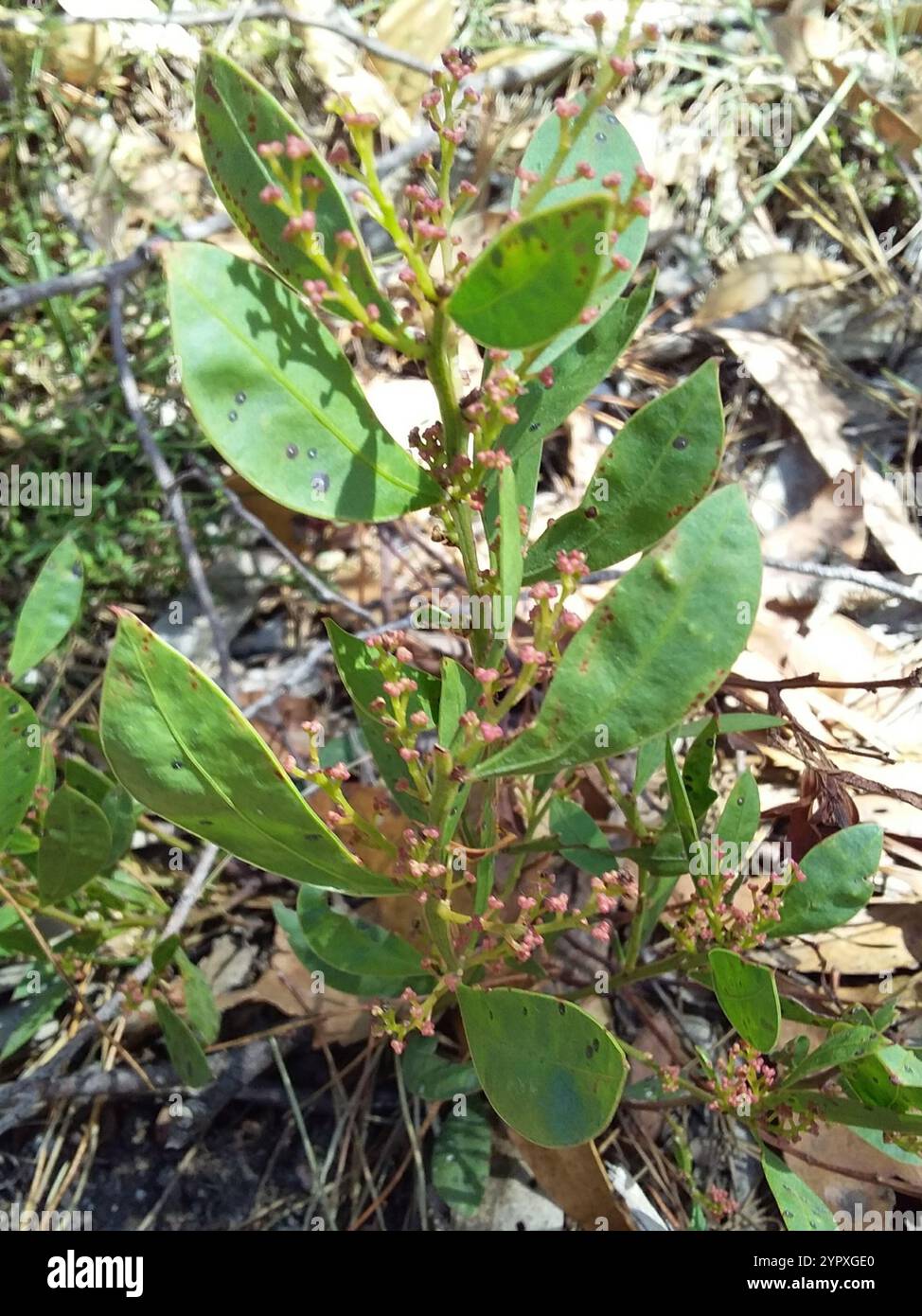 Acacia myrtifolia hi-res stock photography and images - Alamy