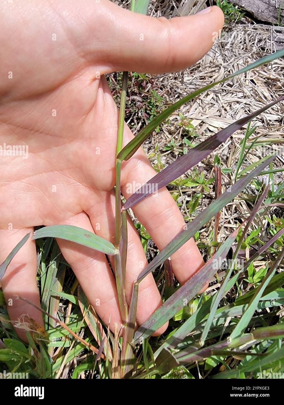 knotroot bristlegrass (Setaria parviflora Stock Photo - Alamy