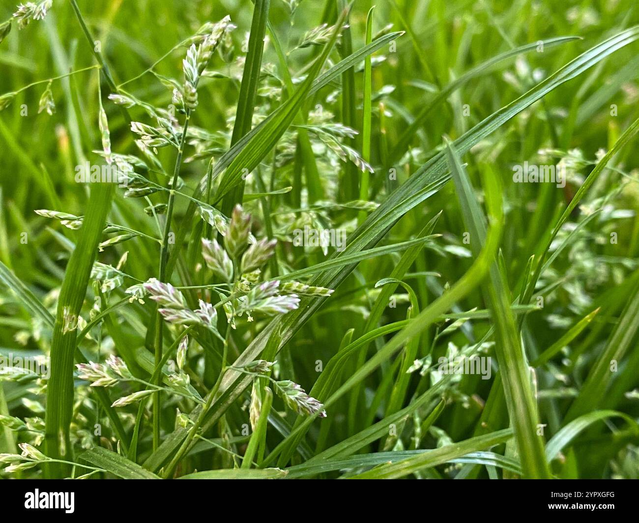 Annual Meadow-grass (Poa annua Stock Photo - Alamy