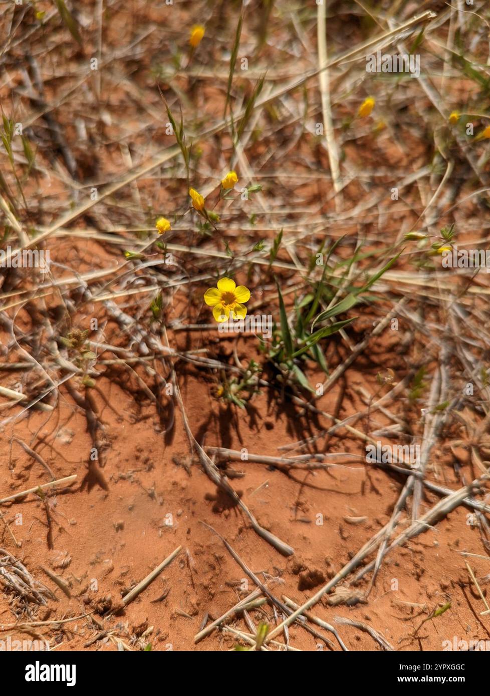 Golden linanthus hi-res stock photography and images - Alamy