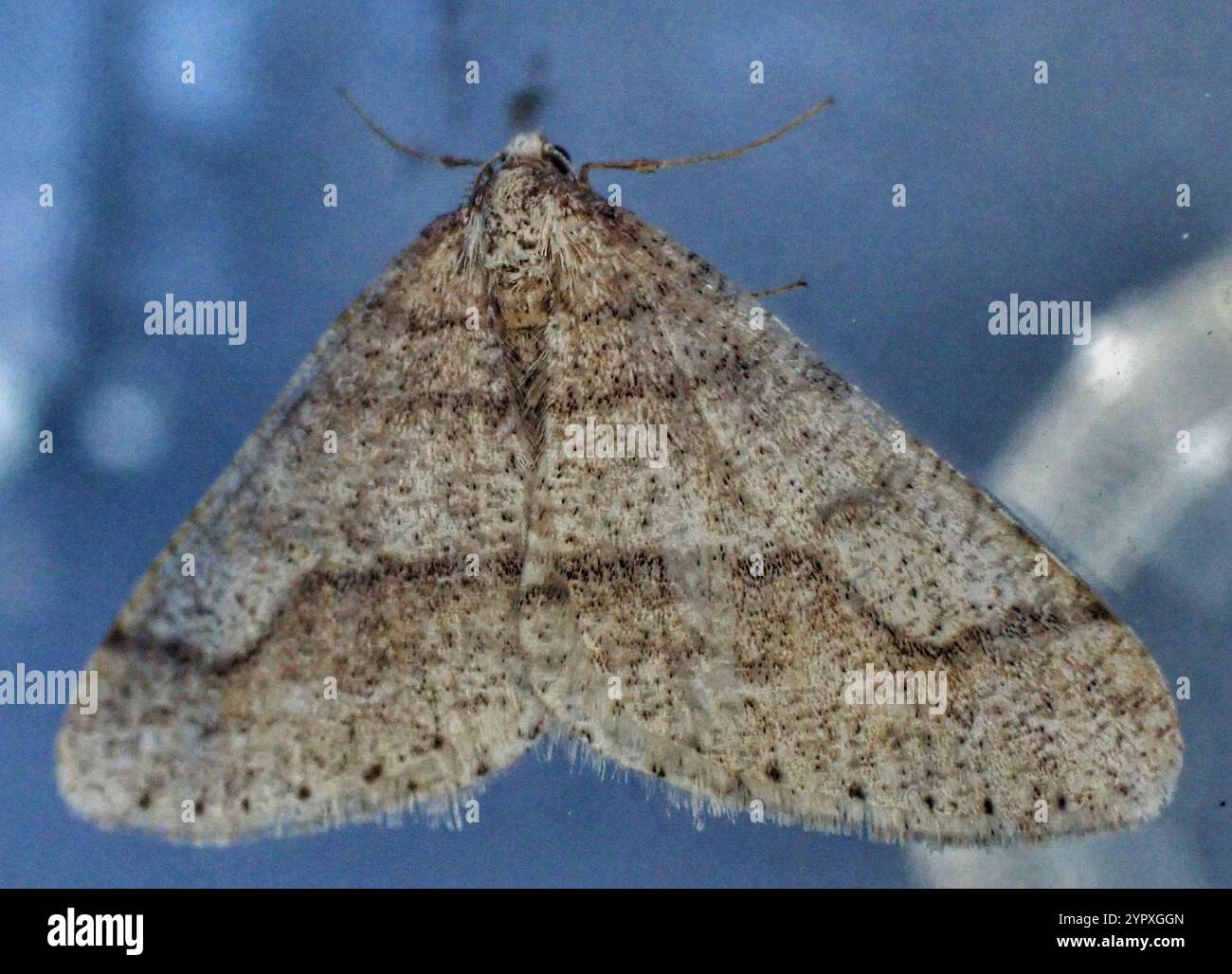 Dotted Border Moth (Agriopis marginaria Stock Photo - Alamy
