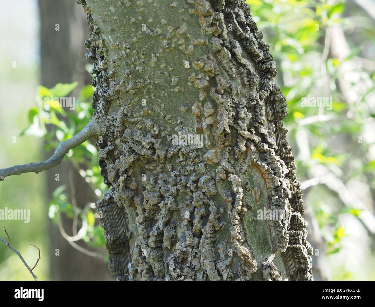 common hackberry (Celtis occidentalis Stock Photo - Alamy