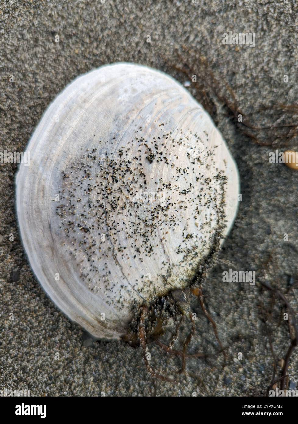 Fat Gaper (Tresus capax Stock Photo - Alamy