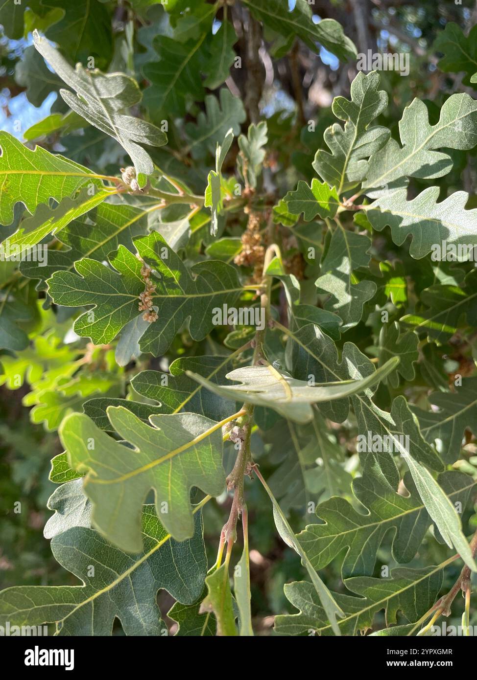 valley oak (Quercus lobata Stock Photo - Alamy