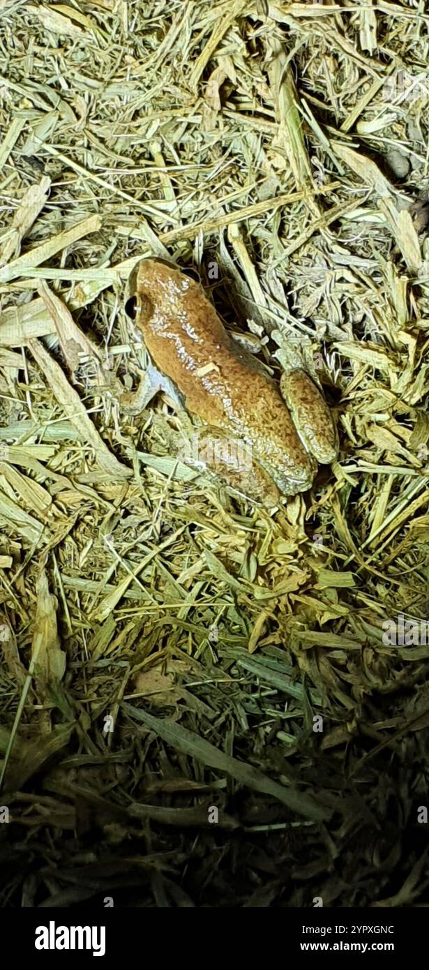 Desert Tree Frog (Litoria rubella Stock Photo - Alamy