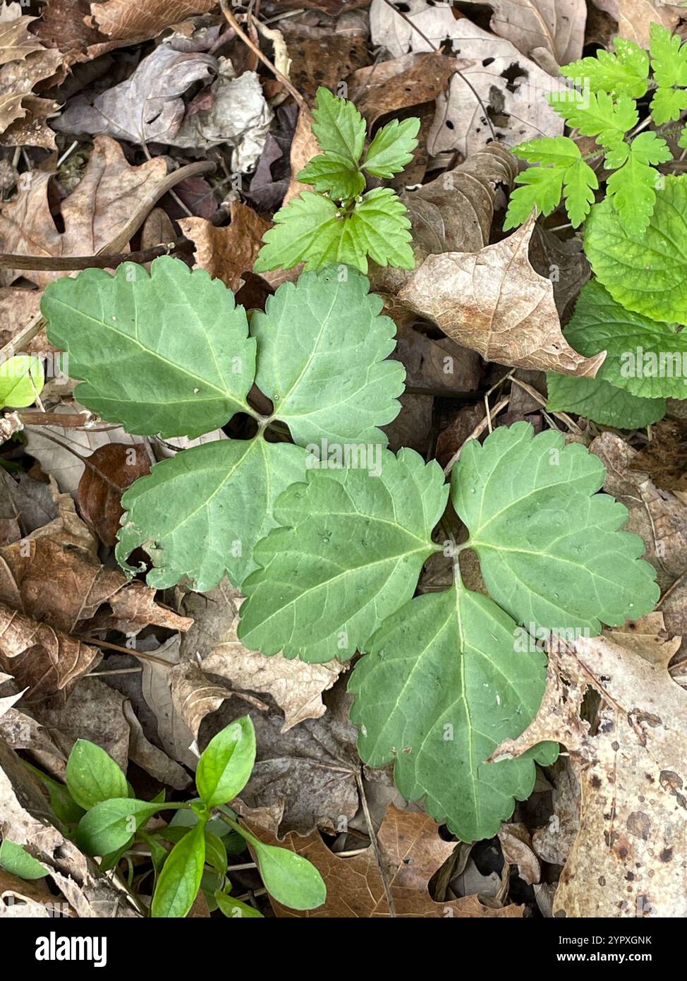 Two-leaved Toothwort (Cardamine diphylla Stock Photo - Alamy