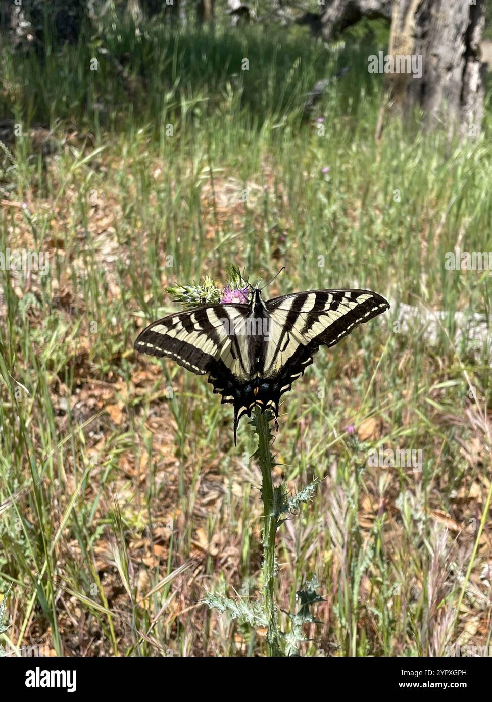 Pale Swallowtail (Papilio eurymedon Stock Photo - Alamy