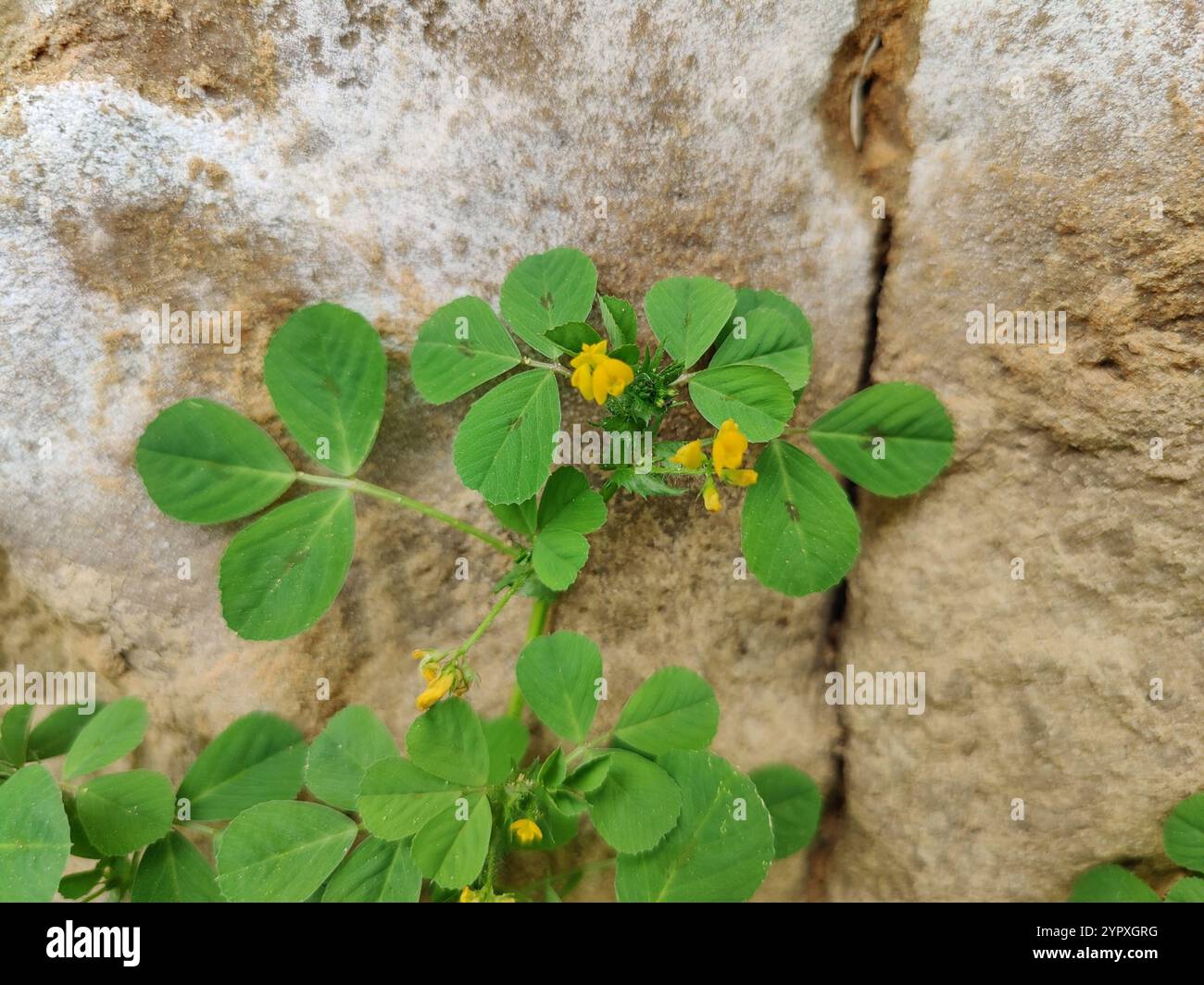 Spotted medick (Medicago arabica Stock Photo - Alamy