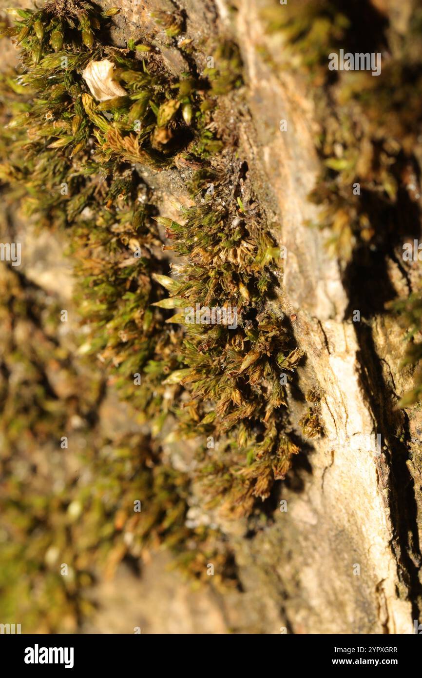 Wood Bristle-moss (Lewinskya affinis Stock Photo - Alamy