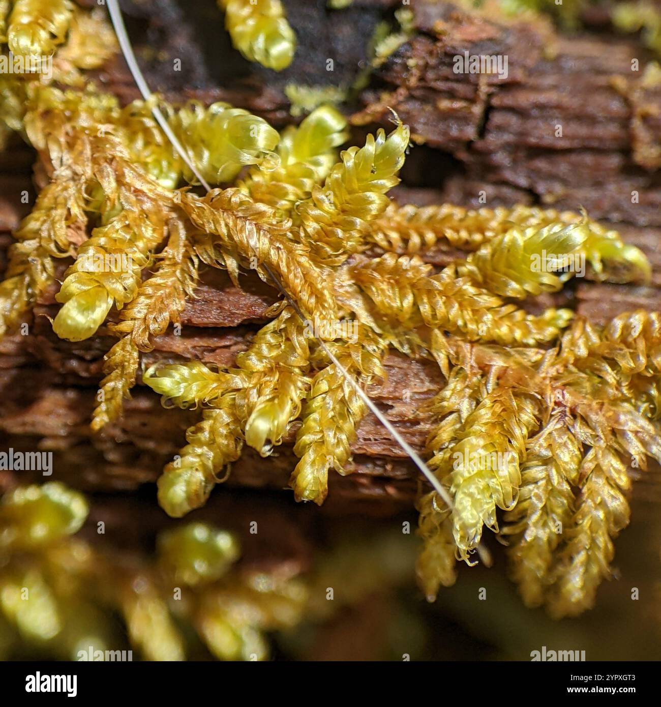 brocade moss (Callicladium imponens Stock Photo - Alamy