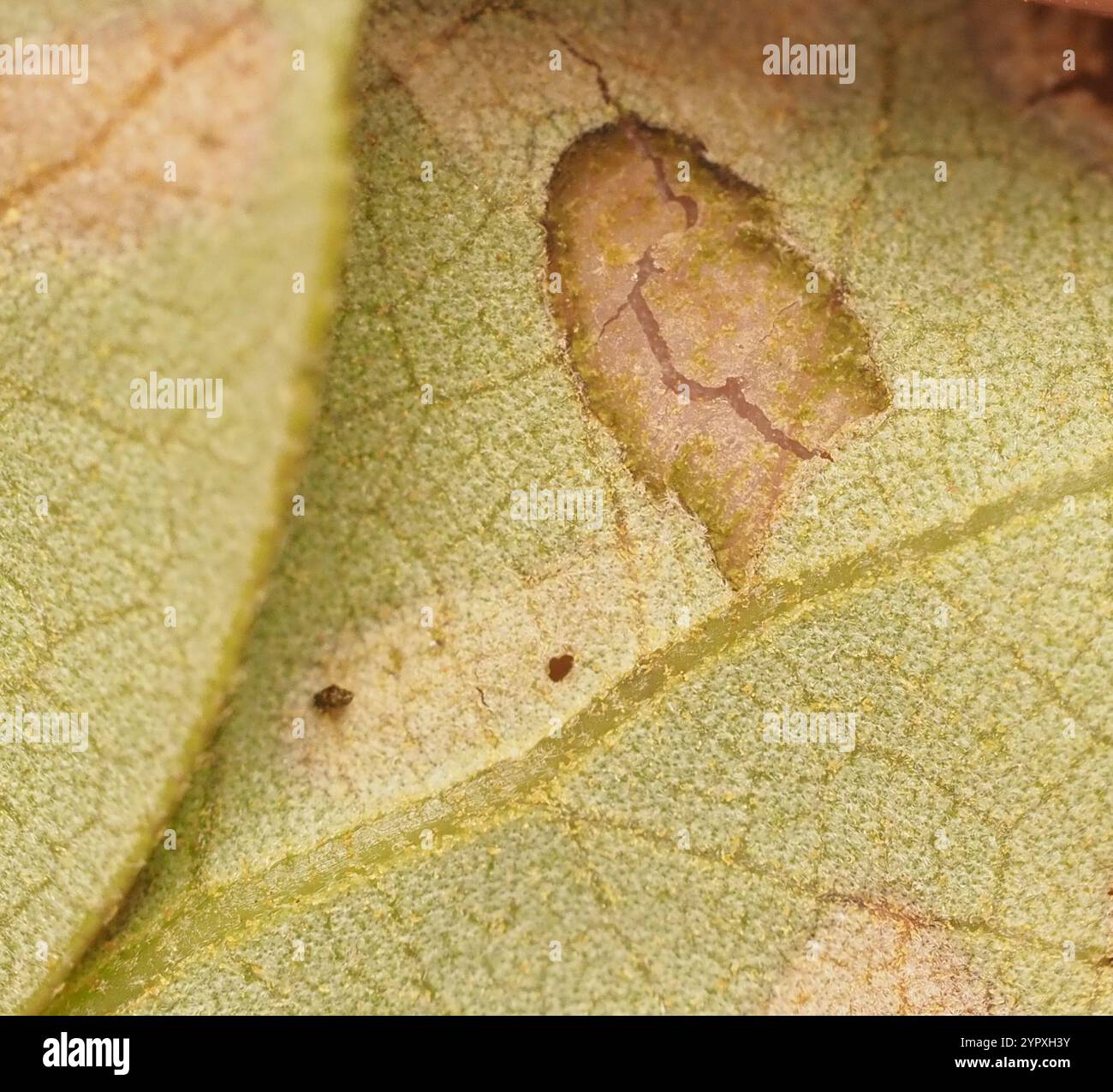 Oak Leaf Rolling Weevil (Homoeolabus analis Stock Photo - Alamy