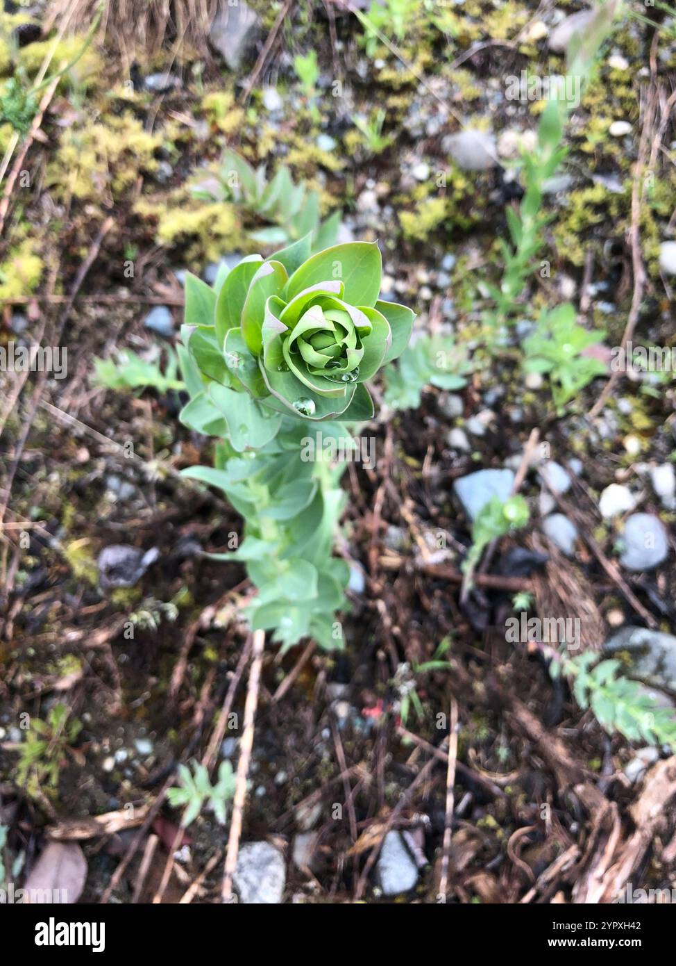 Balkan toadflax (Linaria dalmatica Stock Photo - Alamy