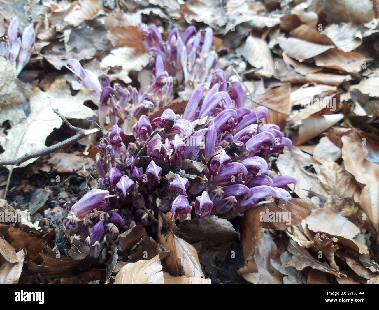 Purple Toothwort (Lathraea clandestina Stock Photo - Alamy