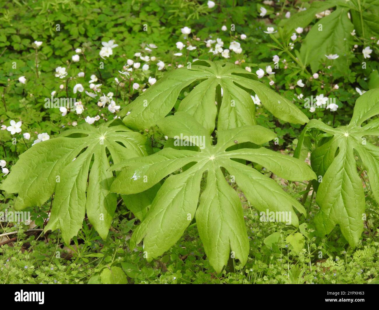 mayapple (Podophyllum peltatum Stock Photo - Alamy