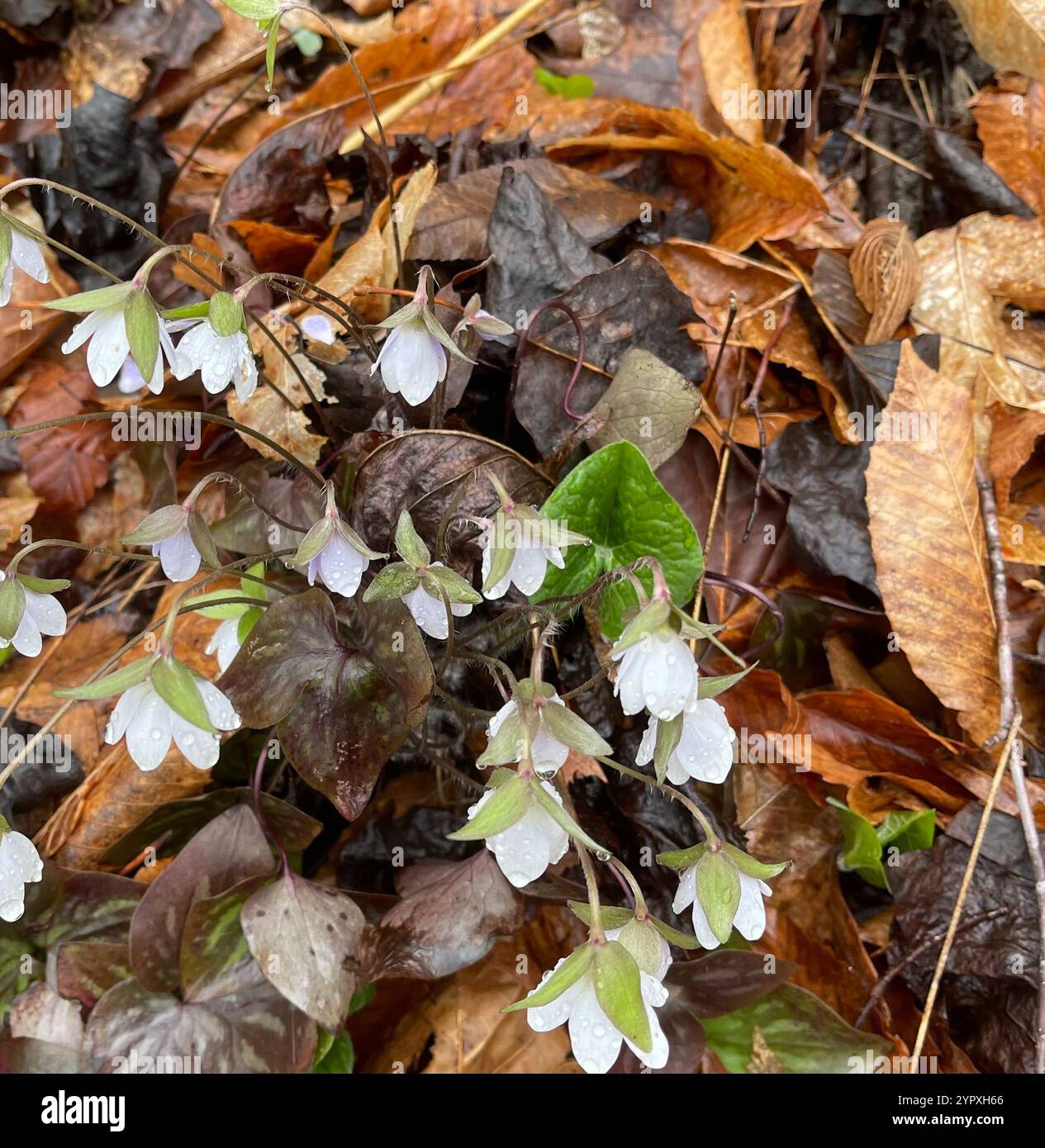 sharp-lobed hepatica (Hepatica acutiloba Stock Photo - Alamy