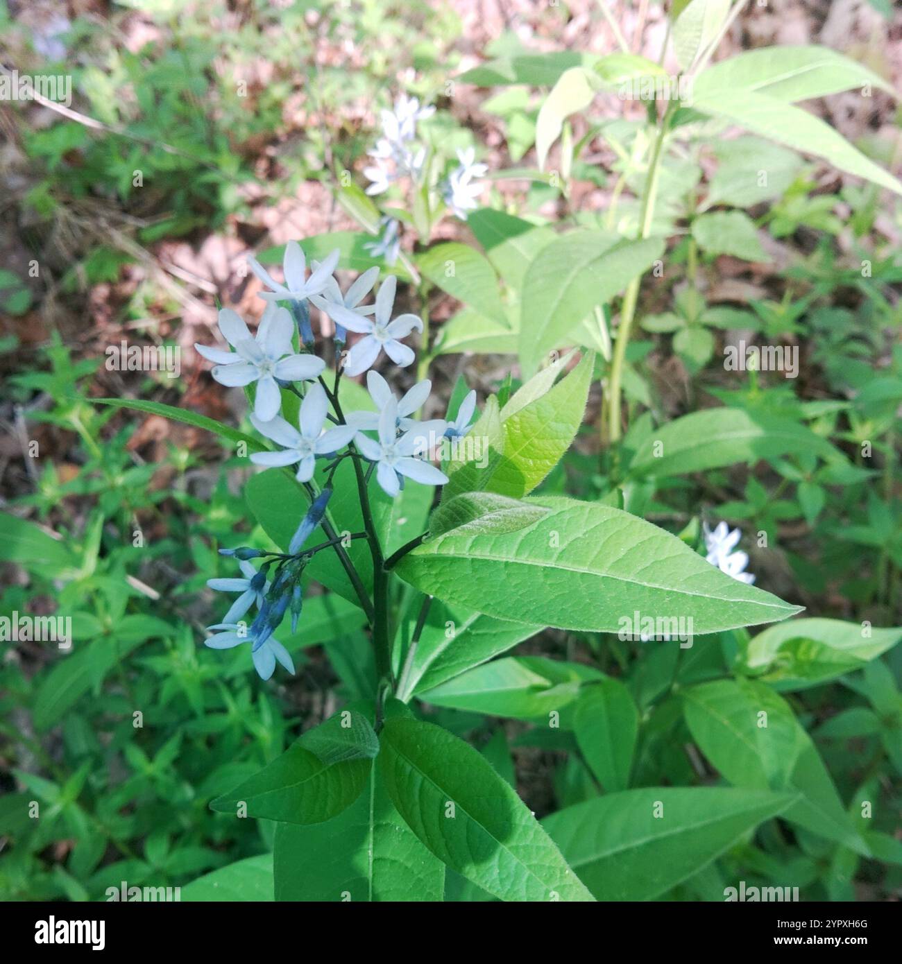 eastern bluestar (Amsonia tabernaemontana Stock Photo - Alamy