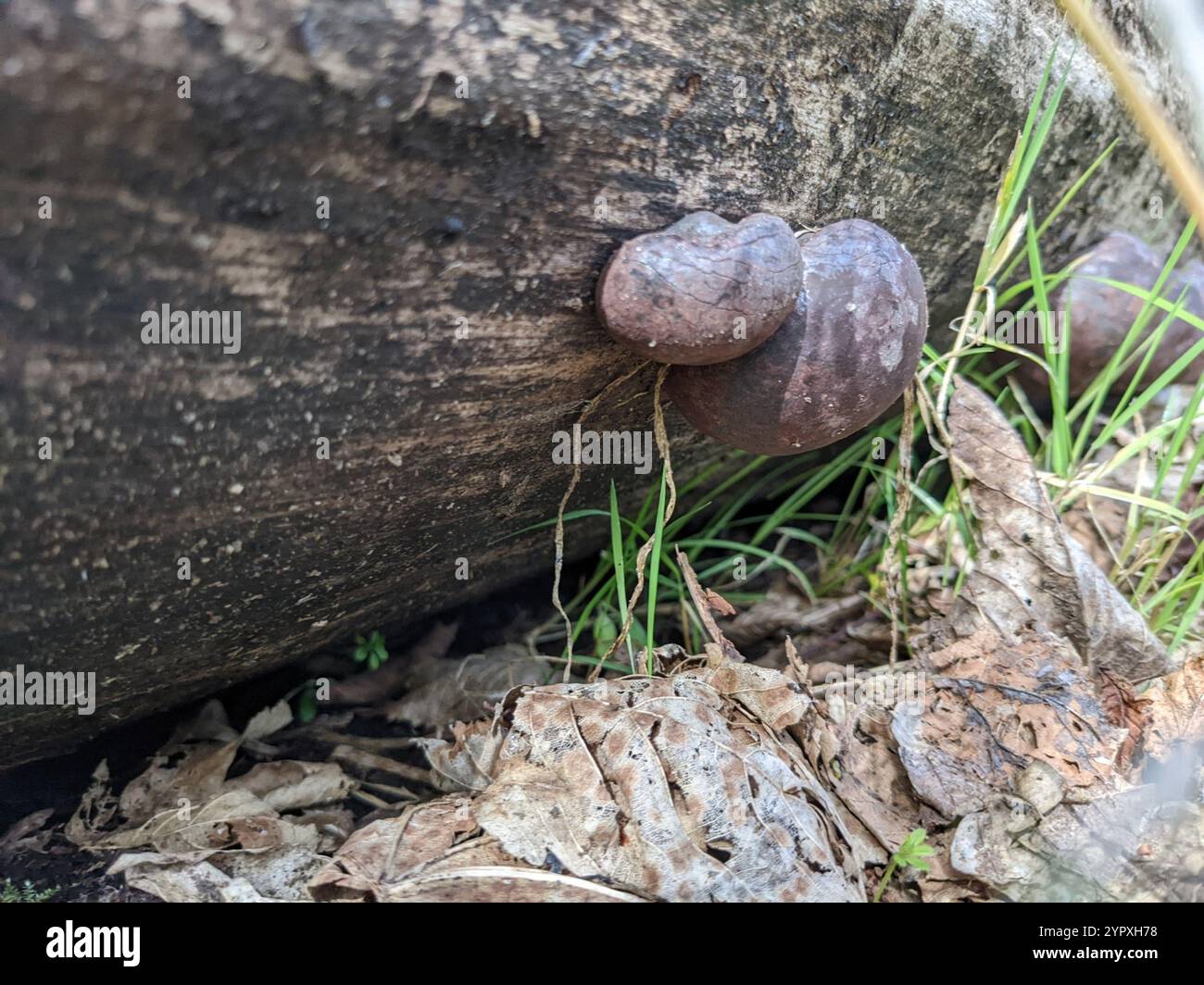 King Alfred's Cakes (Daldinia concentrica Stock Photo - Alamy