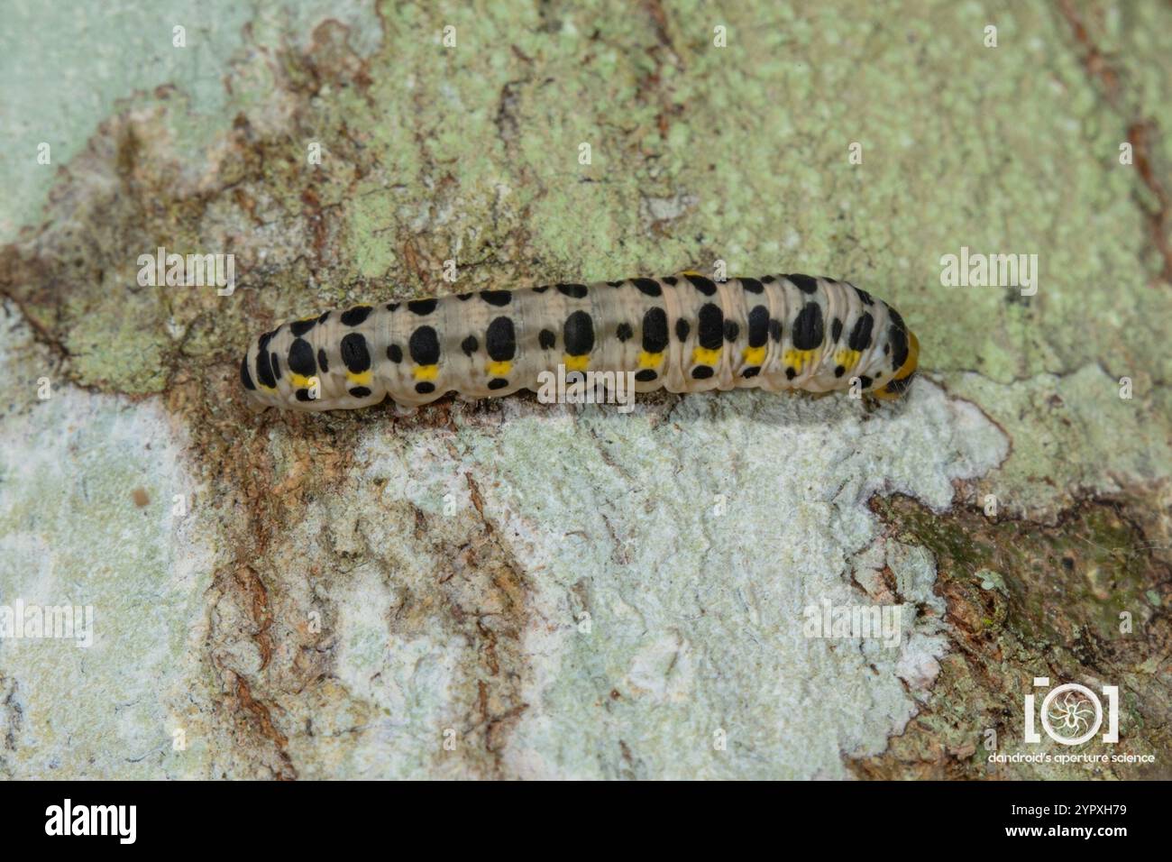 Light Marathyssa Moth (Marathyssa basalis Stock Photo - Alamy