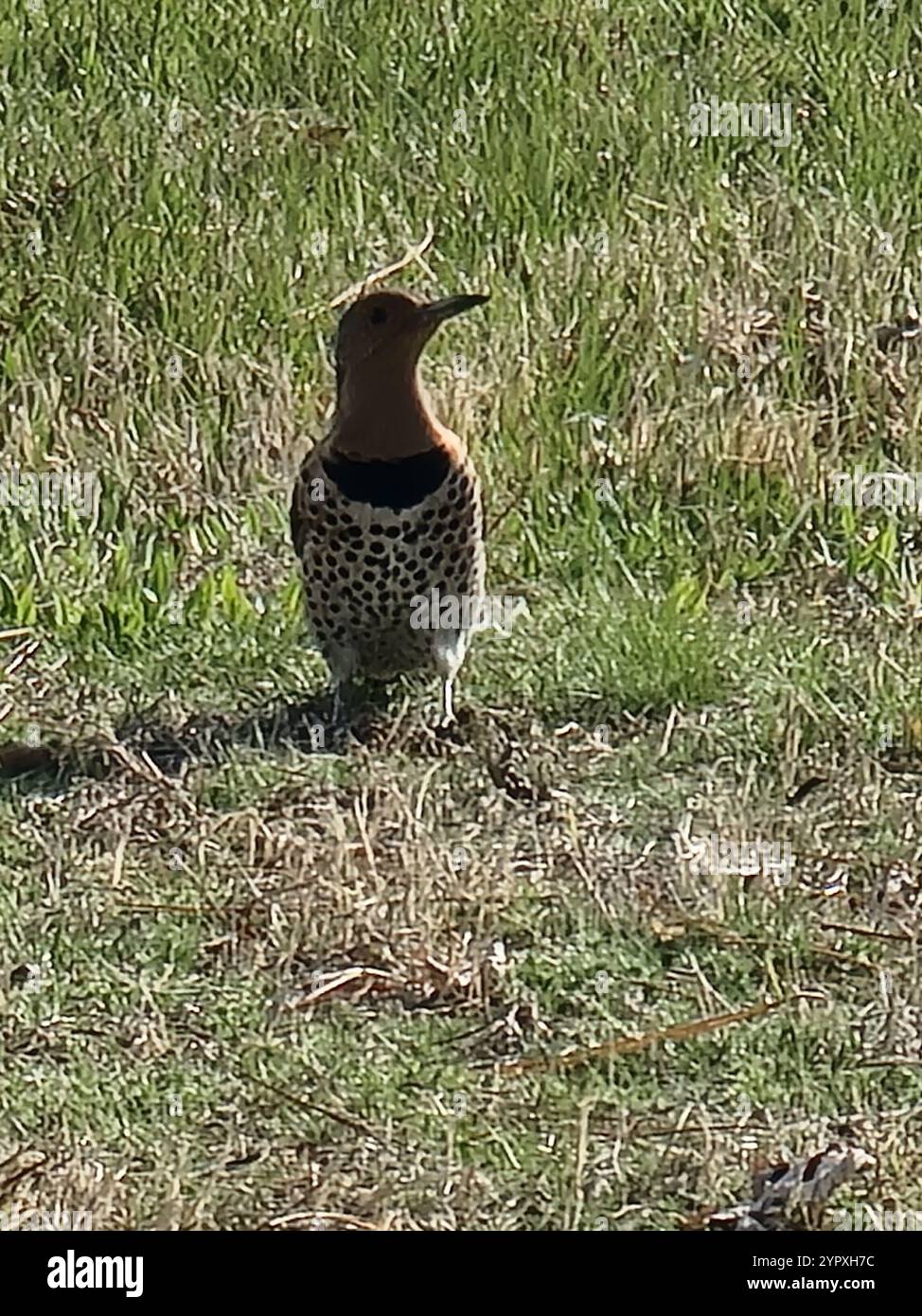 Northern Flicker (Colaptes auratus Stock Photo - Alamy