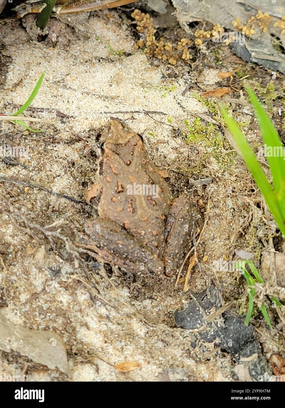 Southern Cricket Frog (Acris gryllus Stock Photo - Alamy