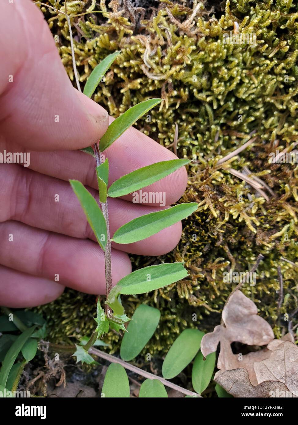 Common Vetch (Vicia sativa Stock Photo - Alamy
