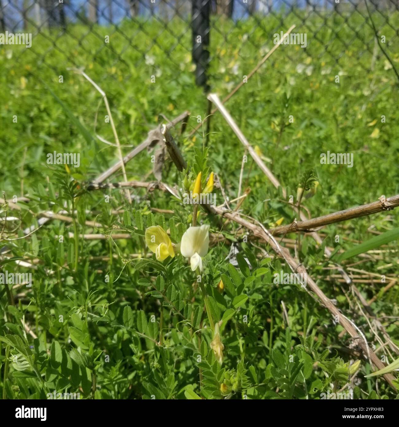 Large yellow vetch (Vicia grandiflora Stock Photo - Alamy