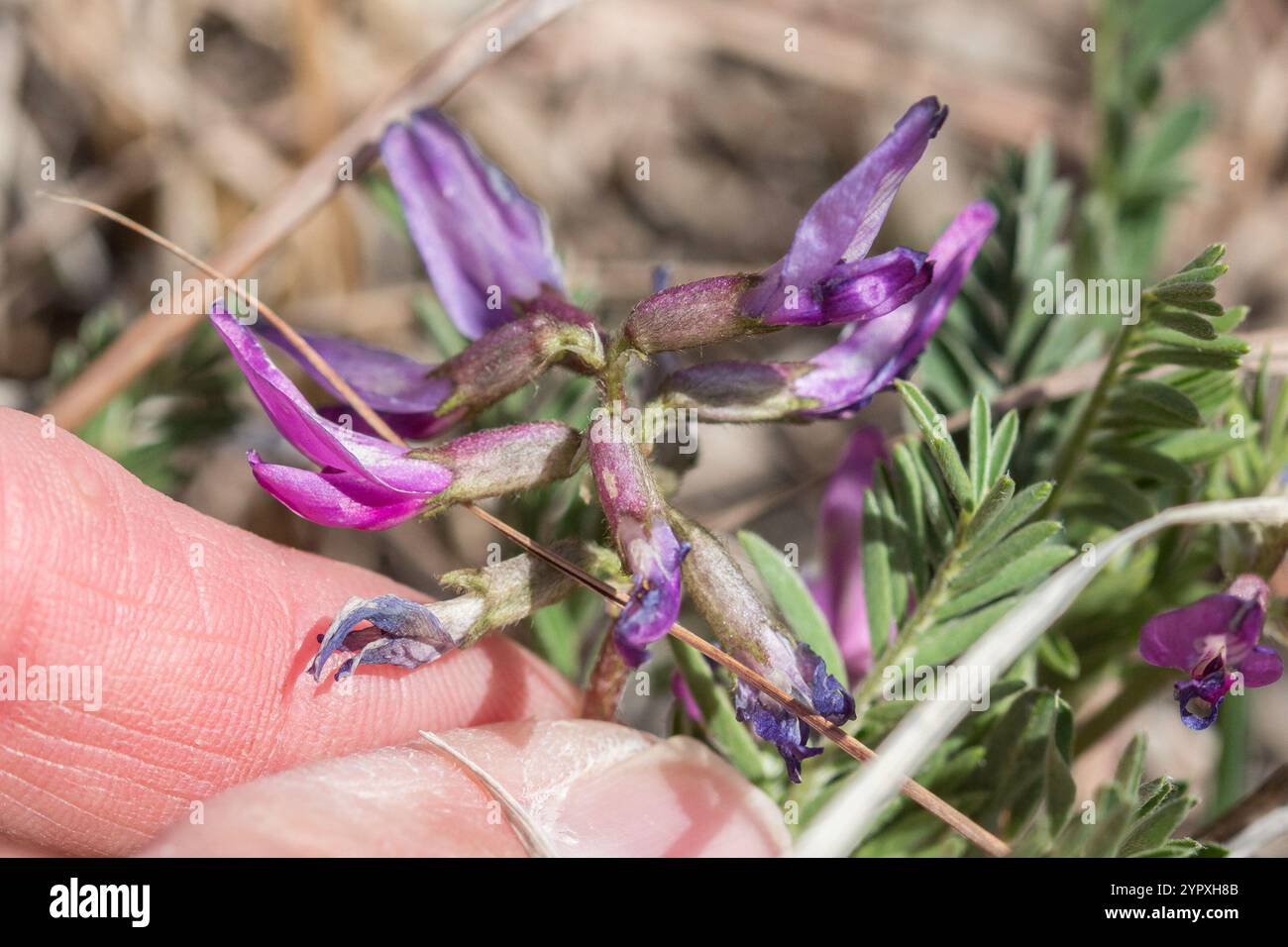 Ground-plum (Astragalus crassicarpus Stock Photo - Alamy