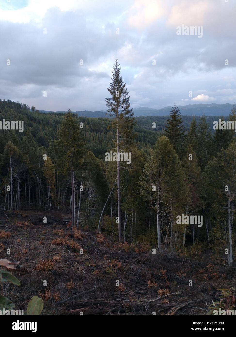 Tanoak (Notholithocarpus densiflorus Stock Photo - Alamy