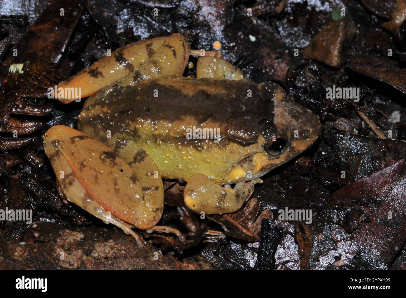Tanahrata Wart Frog (Limnonectes nitidus Stock Photo - Alamy