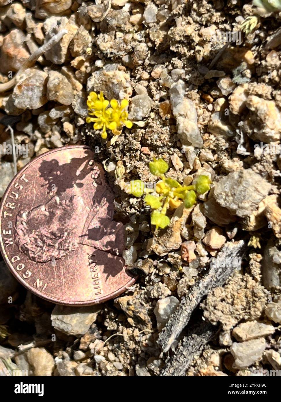 yellow peppercress (Lepidium flavum Stock Photo - Alamy