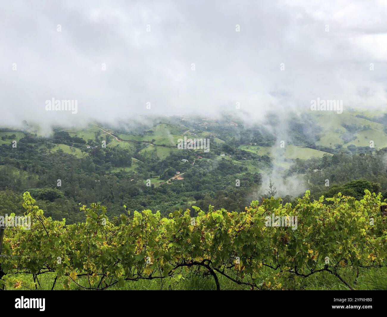 Vineyards in the mountain during cloudy raining season. Grapevines in ...