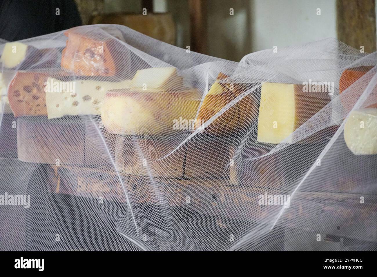 Variety of traditional cheese in a cheese farm store, dry aged cheeses ...