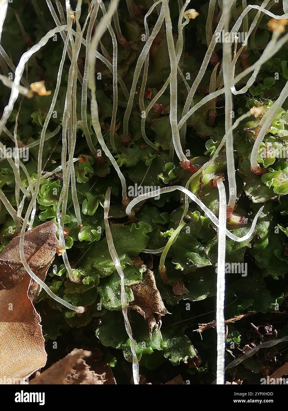 common pellia (Pellia epiphylla Stock Photo - Alamy