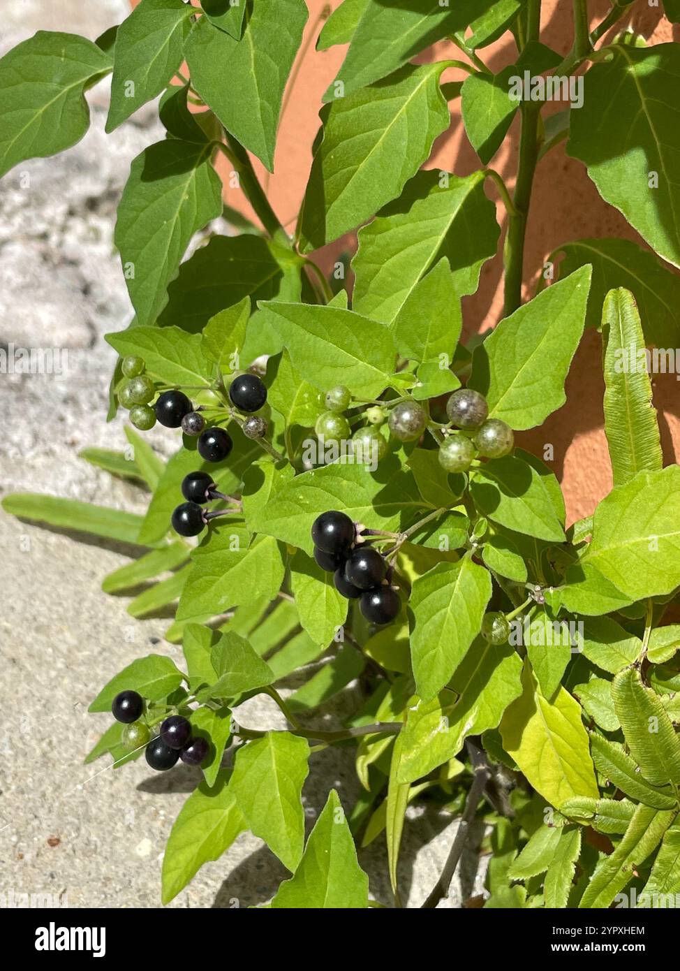 American black nightshade (Solanum americanum Stock Photo - Alamy