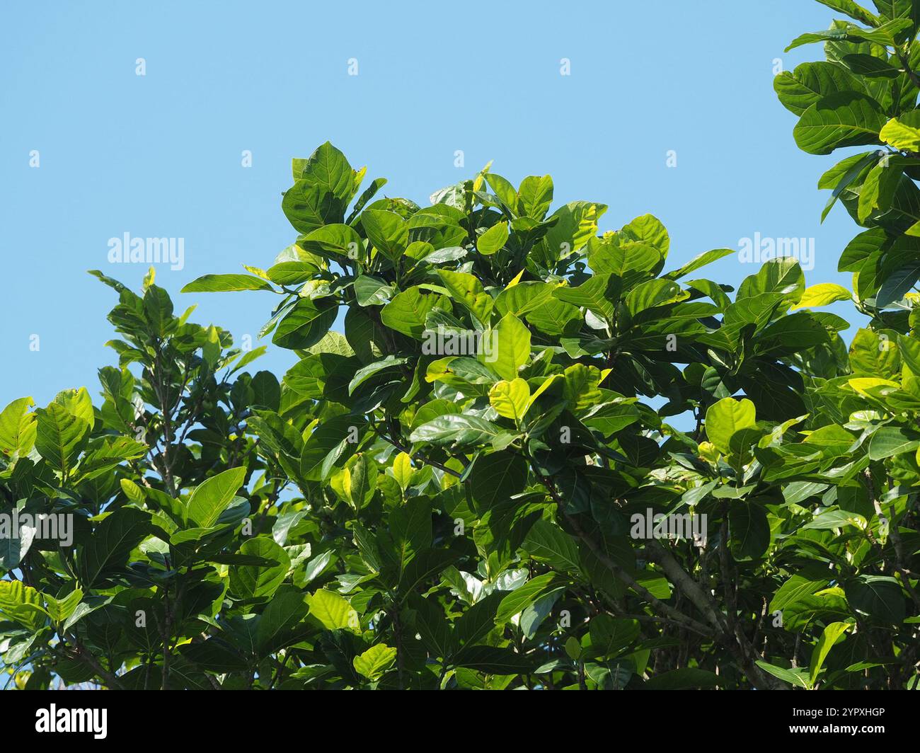Hauili fig tree (Ficus septica Stock Photo - Alamy