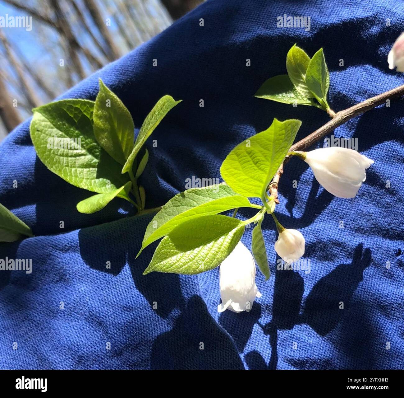 mountain silverbell (Halesia tetraptera Stock Photo - Alamy