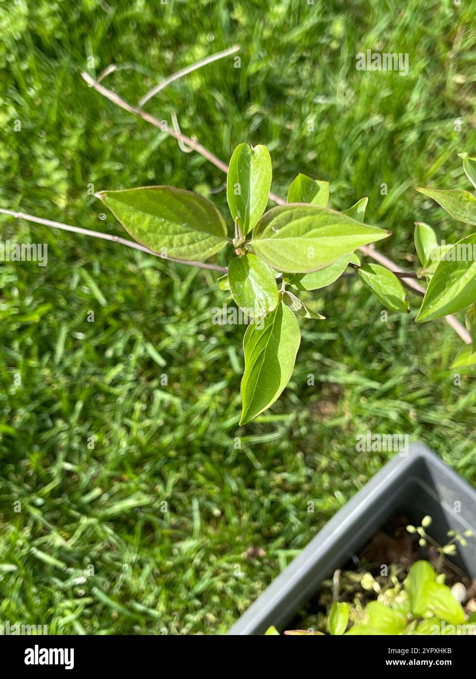 Dogwood family (Cornaceae Stock Photo - Alamy