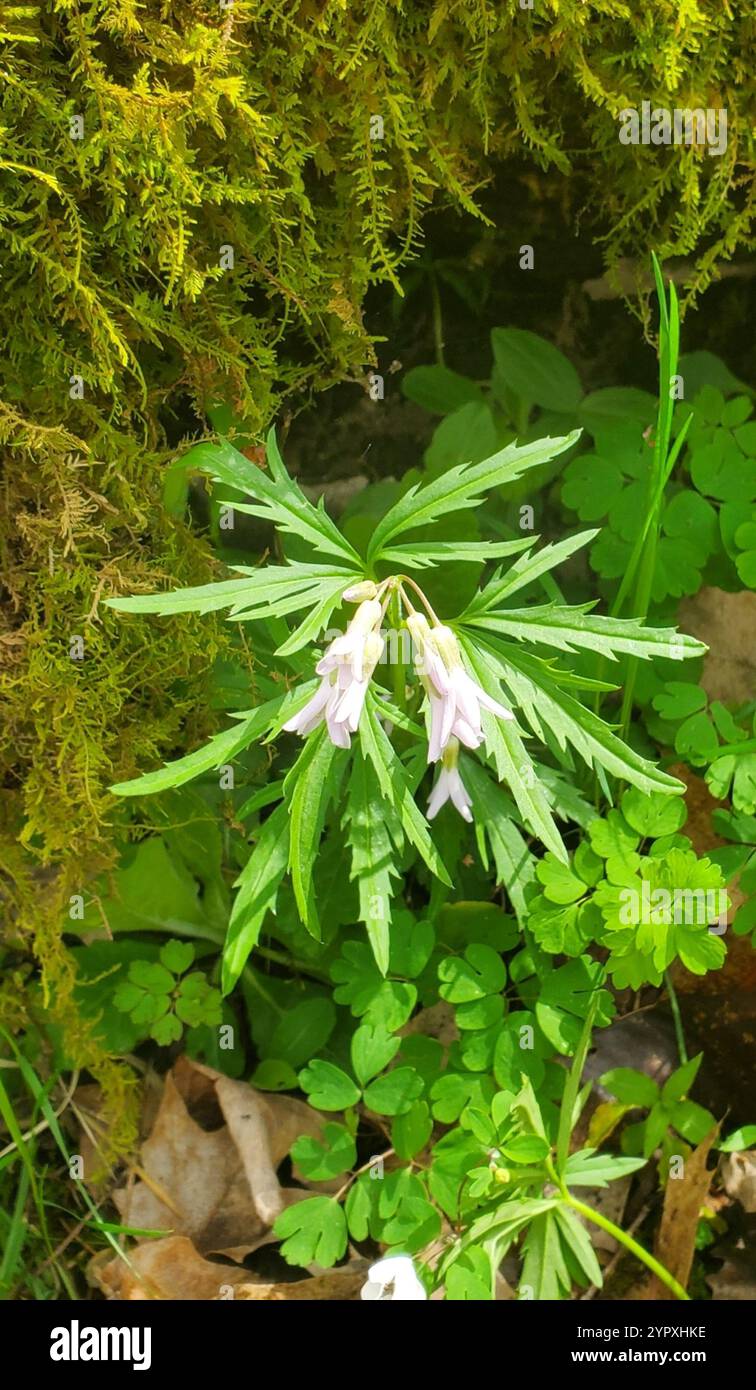 cut-leaved toothwort (Cardamine concatenata Stock Photo - Alamy